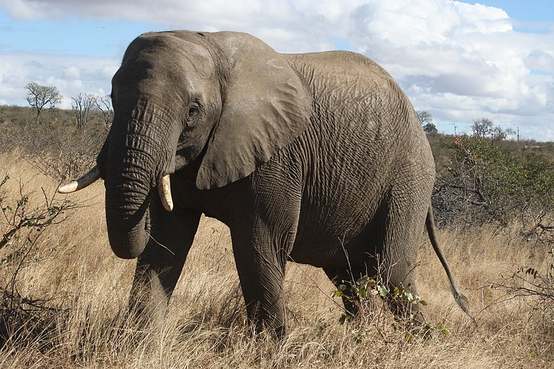 Educational Series: Elephants Stand at the Precipice of Extinction ...
