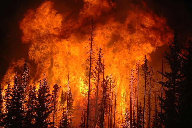 Educational Series: Massive Wildfires are Burning Wild Animals Alive ...