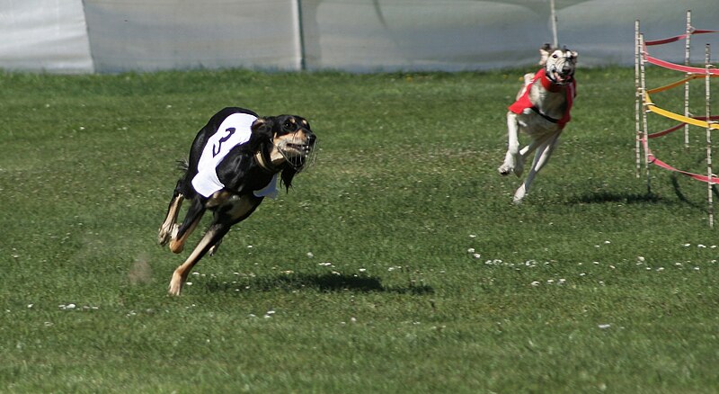 Educational Series: It's Time to Stop Racing Greyhound Dogs to Death ...