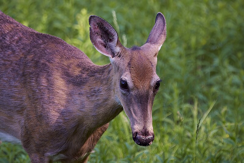 Justice for Over 100 Deer Allegedly Poached and Gruesomely Killed ...