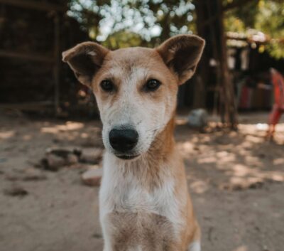 12,000 Animal Cruelty Cases Unpunished: Call for Strict Penalties ...