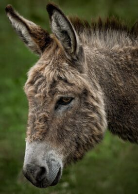 Demand Justice for Euthanized Donkey Allegedly Found Starving to the ...