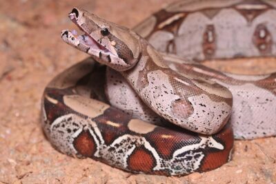 Justice for 14 Dogs and Boa Constrictor Reportedly Left to Starve ...