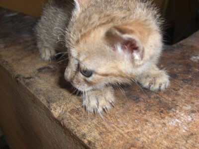 Justice for Cat Beheaded and Dismembered on Video - Animal Petitions