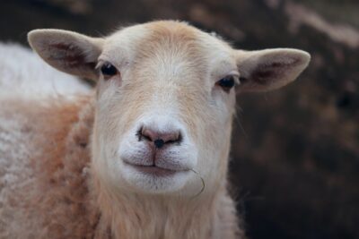 Demand Clear Labeling to Expose Wool’s Inhumane Animal Origin - Animal ...