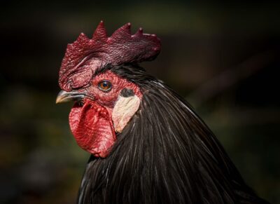 End the Inhumane Treatment of People and Animals in Factory Farms ...