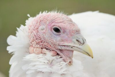 End Inhumane Culling Of Over 20,000 Turkeys - Animal Petitions