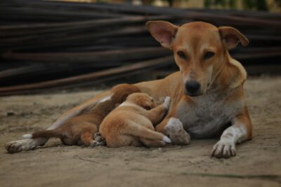 Dog Allegedly Force-fed Coins and Thumbtacks: Demand Maximum Penalty ...