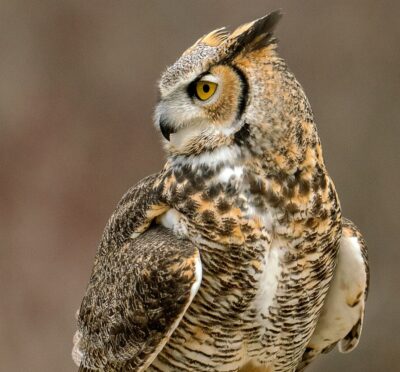 Owl Found Encased in Concrete: Demand Mandatory Wildlife-safety Rules ...