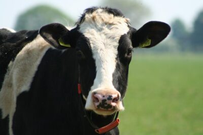 Demand Justice for Cows Apparently Torn From Their Calves Due to ...