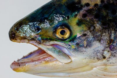Stop Beating and Suffocating Fish to Death - Animal Petitions