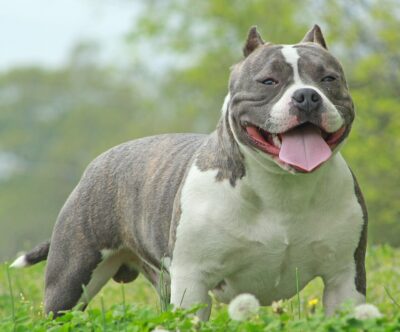 Dog Beaten on City Street as Authorities Search for Attacker: Identify ...