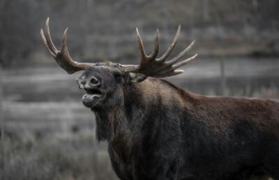Moose Allegedly Roped, Ridden and Dragged Until Death in Shocking ...