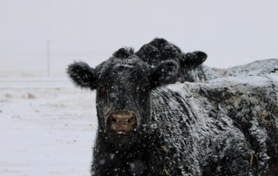 Stop Letting Farm Animals Freeze to Death in Extreme Winter Storms ...