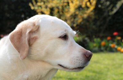 Demand Justice for Two Dogs Reportedly Dead in Barn Fire - Animal Petitions