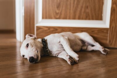Demand Justice for Dog Seemingly Abused in Widely Circulated Video ...