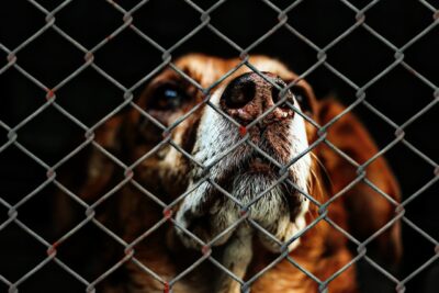 Demand Justice for Animals as 80% of Cruelty Cases Go Unpunished ...