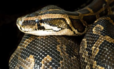 Investigate Accusations of Extreme Animal Cruelty on “Fear Factor ...