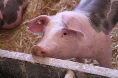 Stop Offering Pork Products During Children’s Shows About Animals ...