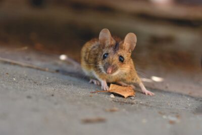 Enforce Ban on Glue Traps That Subject Animals to Torturous Death ...
