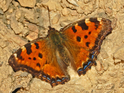 Success: Extinct Butterflies Make a Comeback - Animal Petitions
