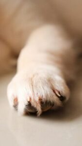 Family Dog Reportedly Slaughtered and Cooked Deserves Justice - Animal ...