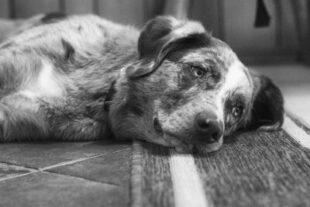 Terrified Dog Reportedly Dragged Behind Moving Vehicle Deserves Justice ...