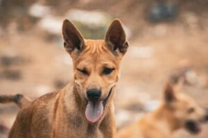 Dogs Reportedly Mutilated for Money-Making Scam: Demand Severe Penalty ...
