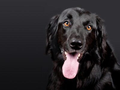 Enact a National Database to Track Animal Cruelty Offenders - Animal ...