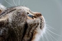 Cats and Pigeon Targeted With Pellet Guns in Sadistic Killing Spree ...