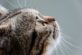 Cats and Pigeon Targeted With Pellet Guns in Sadistic Killing Spree ...