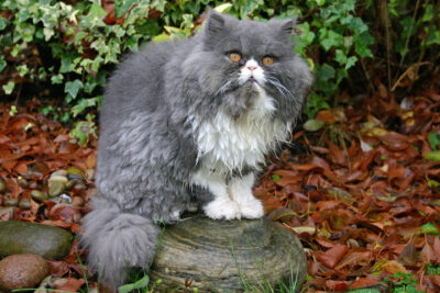 Teenager Allegedly Used Hunting Dog in Multiple Cat Killings: Demand ...